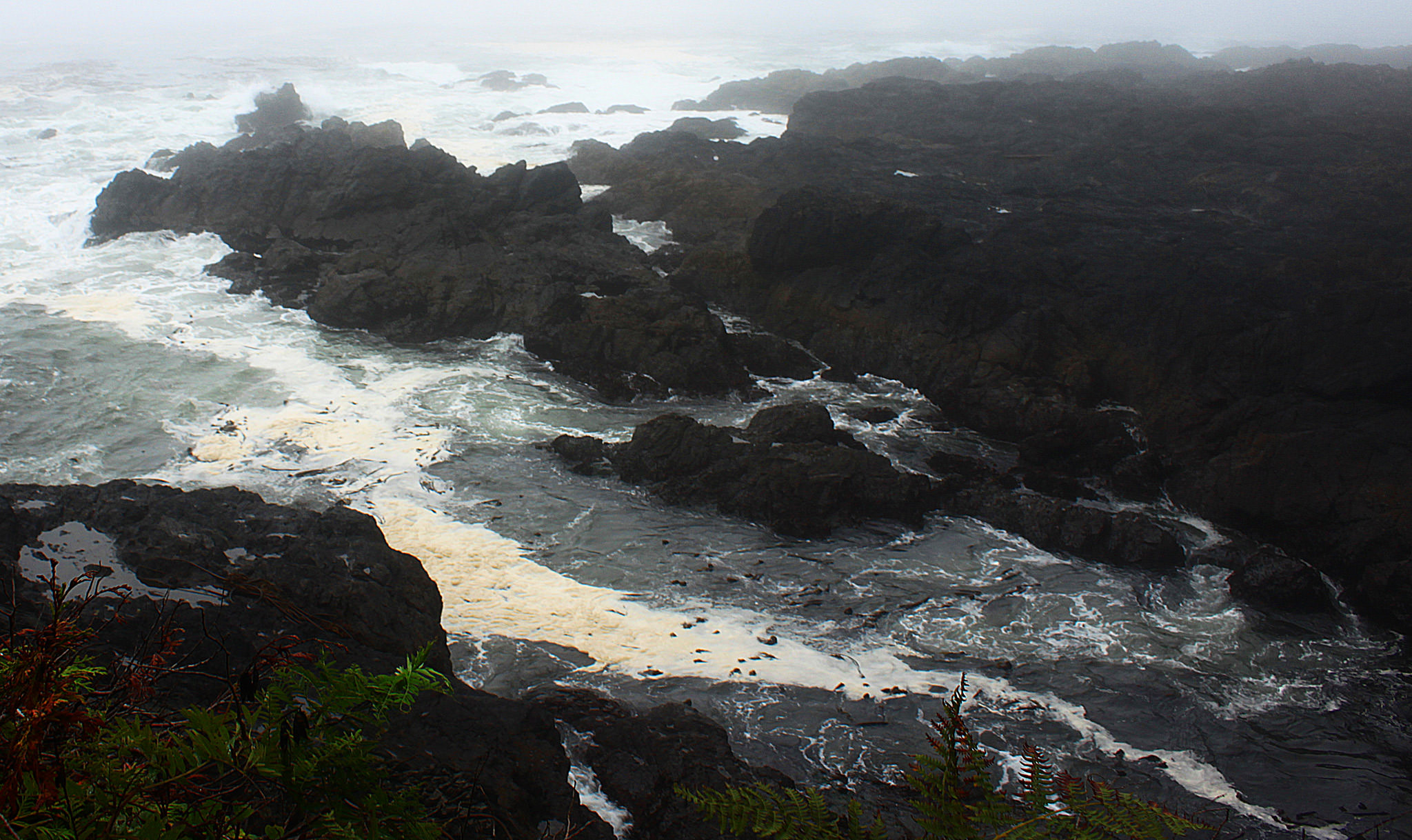 Wild Pacific Trail in Pacific Rim National Park | Tofino Trails