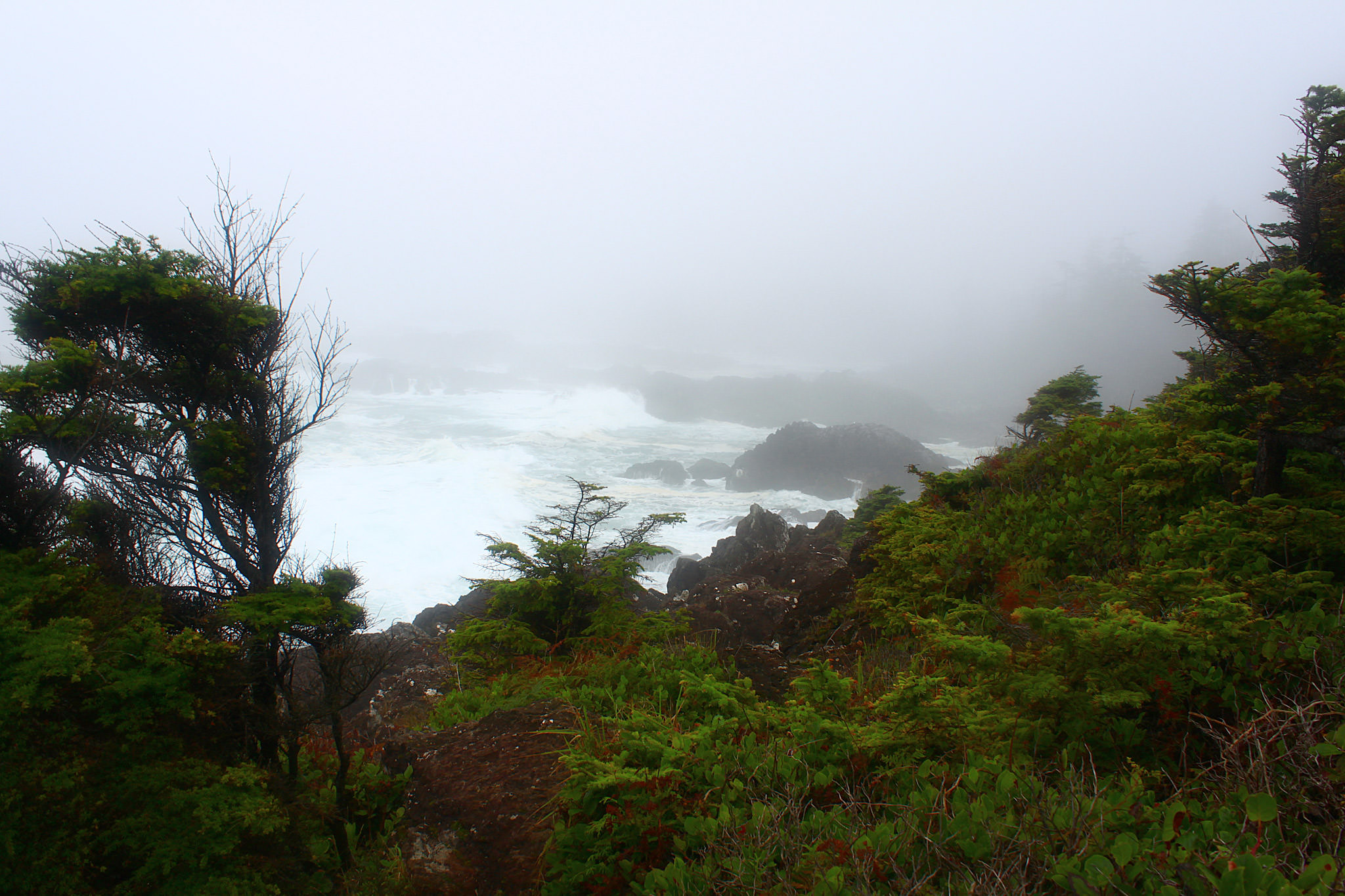Wild Pacific Trail in Pacific Rim National Park | Tofino Trails