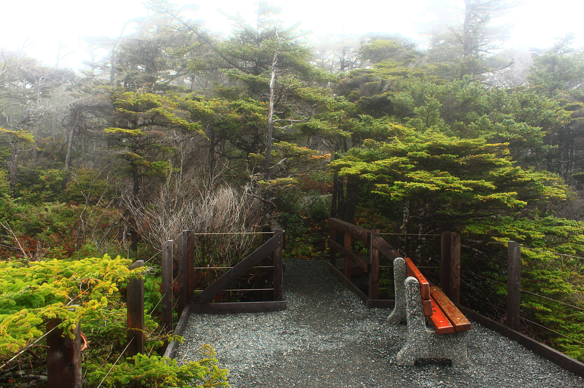 Wild Pacific Trail in Pacific Rim National Park | Tofino Trails