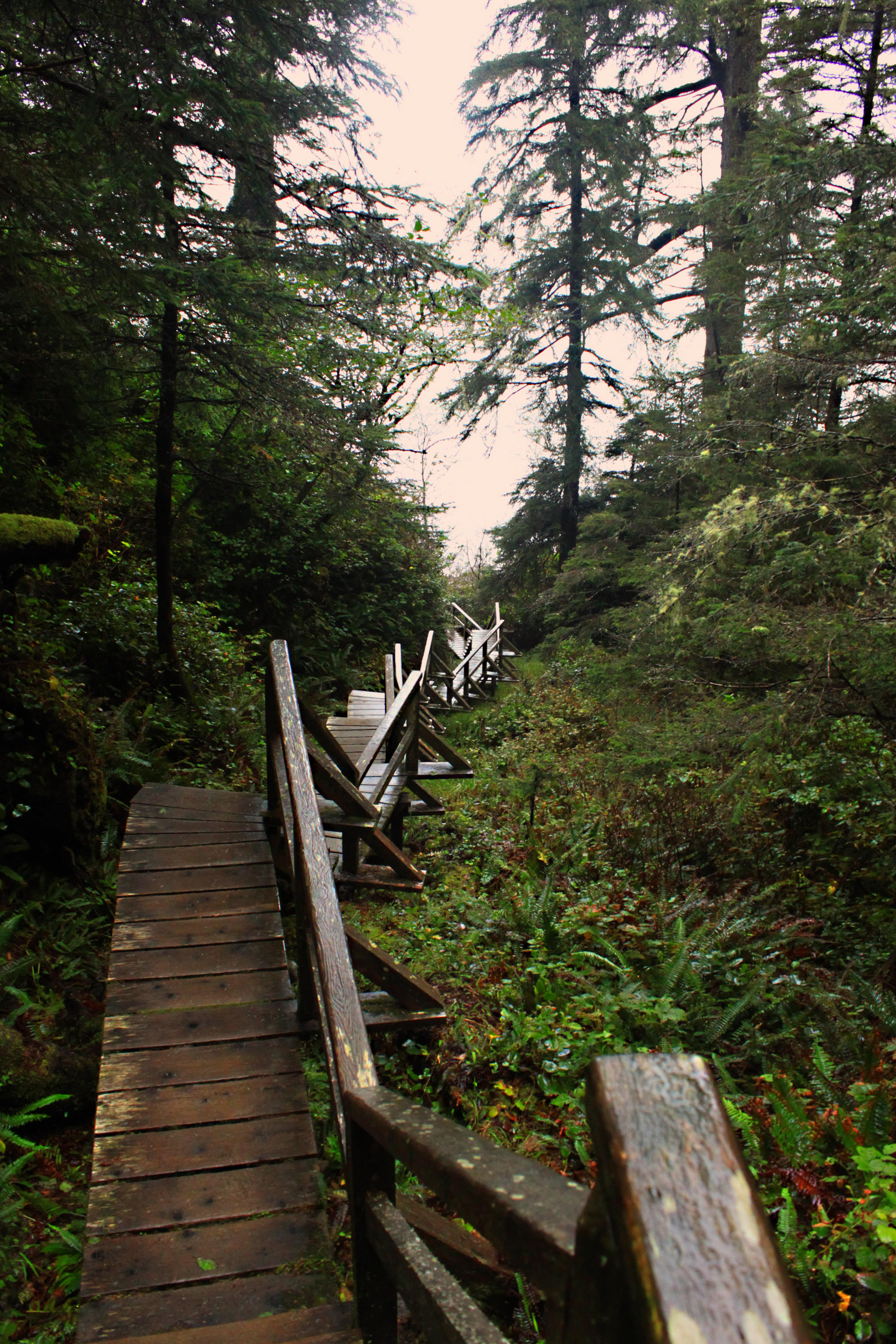 Willowbrae Trail in Pacific Rim National Park | Tofino Trails